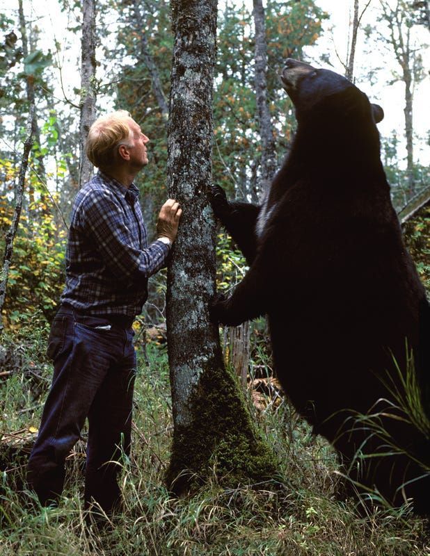 Grizzly Bear Standing Next To Man