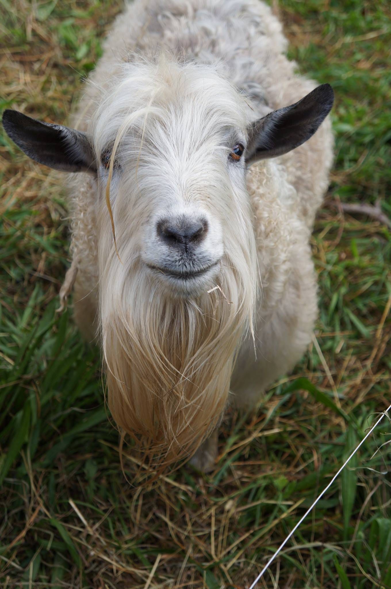 Should you Raise Goats? Our Story with Pygora Goats