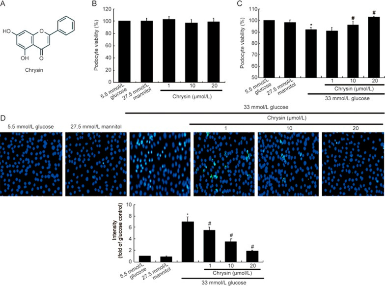 Friday Hope: Chrysin (Propolis) Inhibits Actin Remodeling and Protein ...