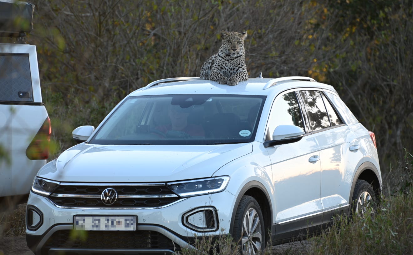 Amazing pictures of a leopard getting cozy on a couple's car in the ...