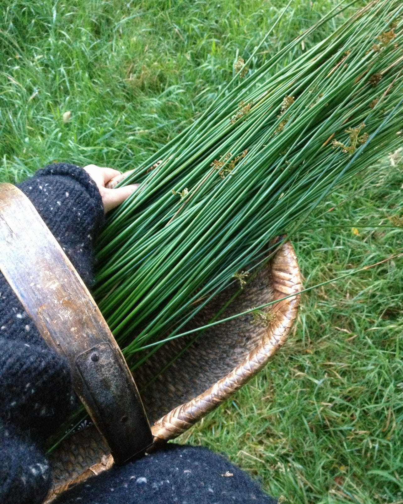 Rushes - by Siobhán Rodgers - Of Asterisms and Allegory