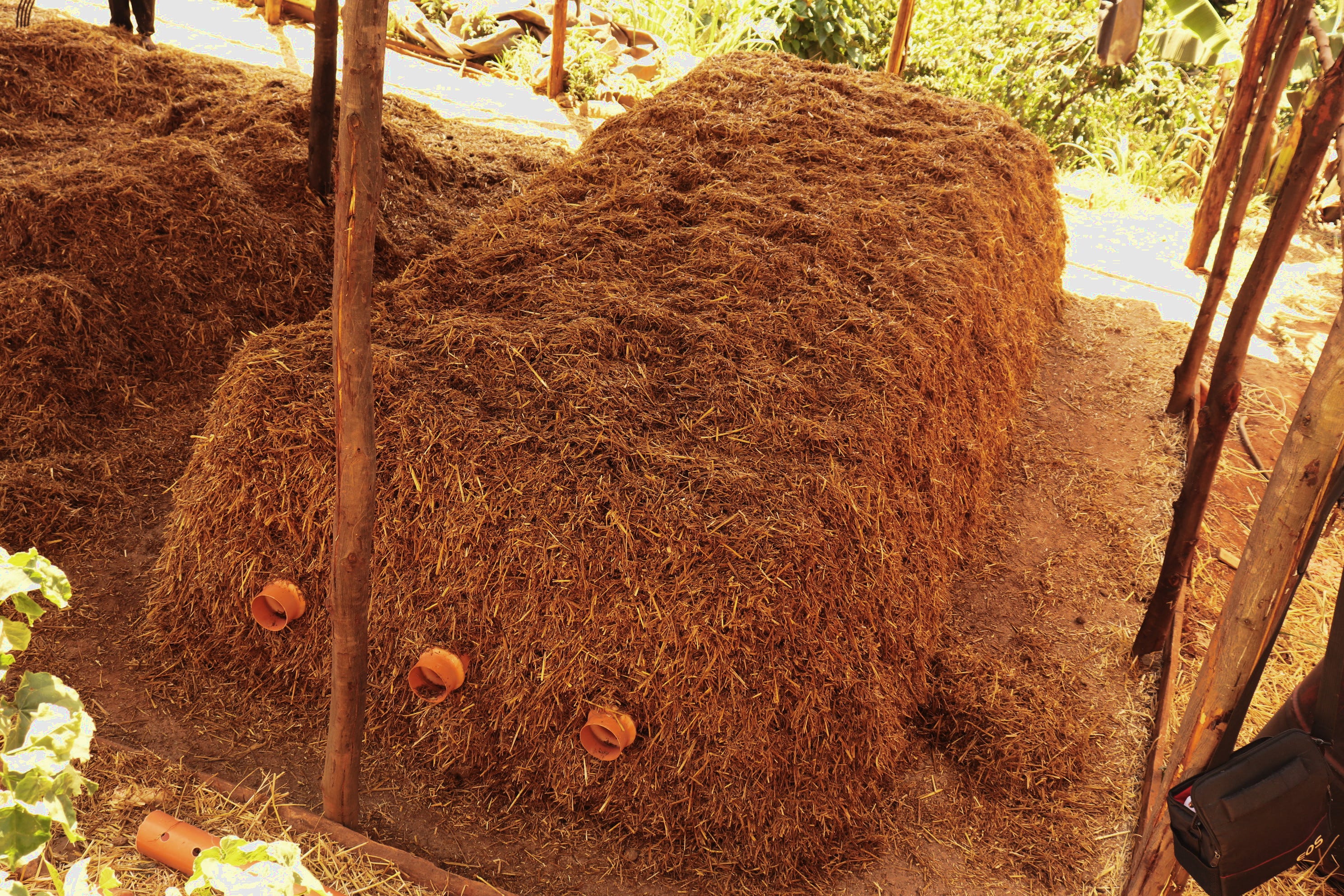 The mushrooming potential of Kenya’s fungi farms