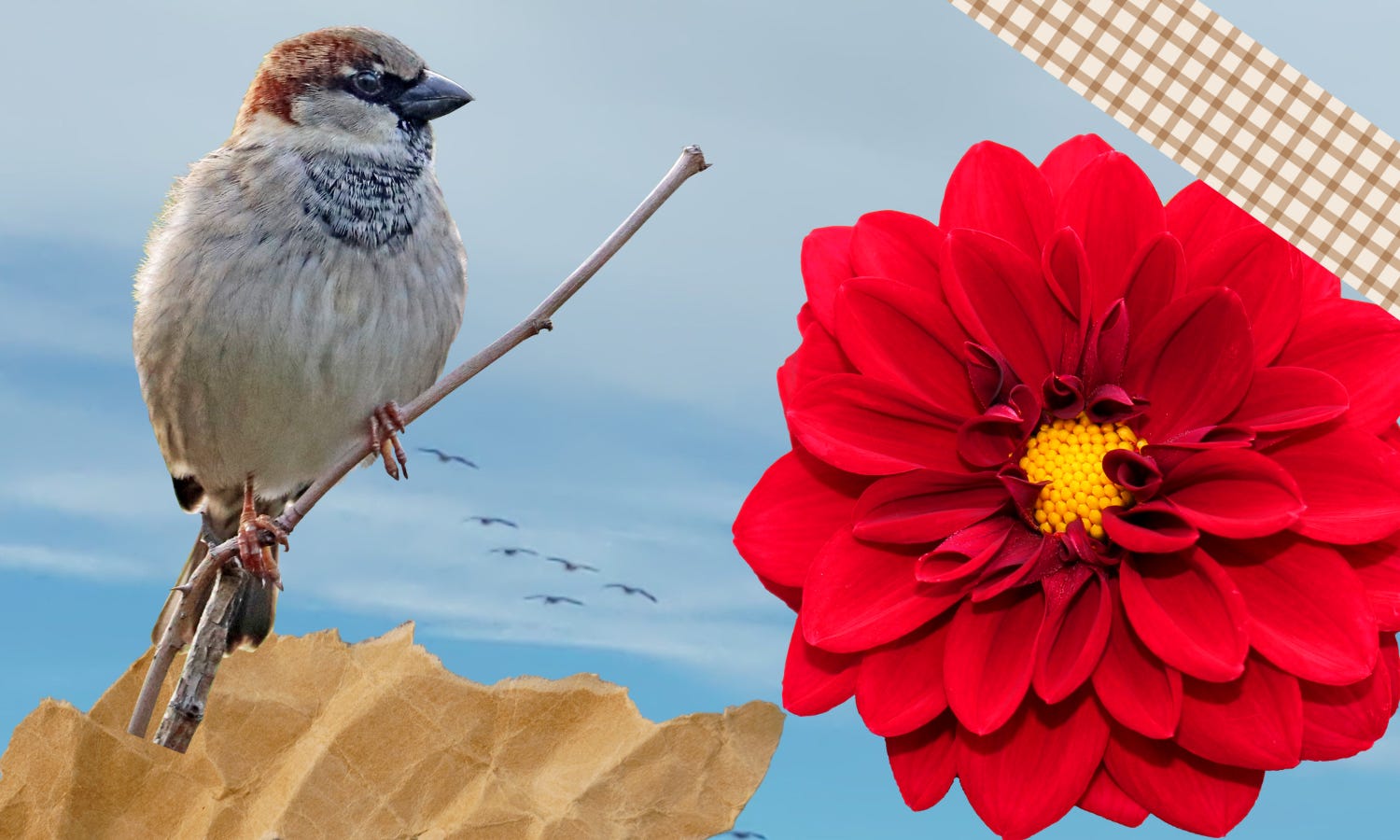 House sparrows, microseasons, spring migration, microbiology [Other ...