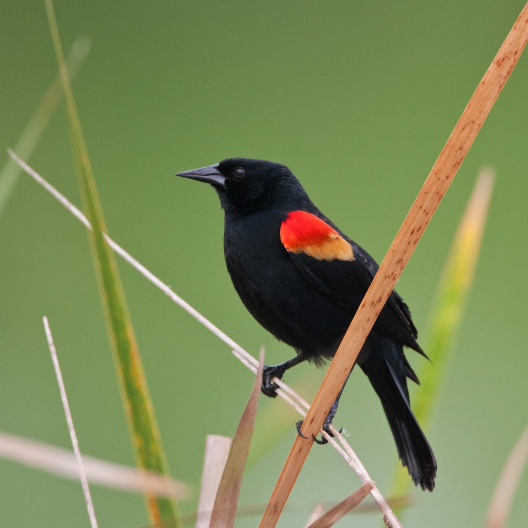 Return of the Red-winged Blackbirds - by Michelle DeRusha