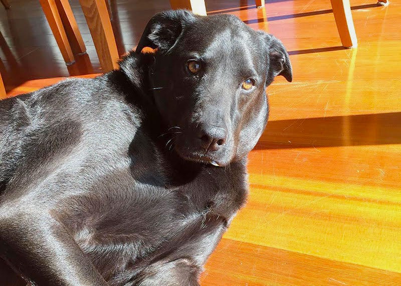 Leaving Farmer - by Susie Middleton - Sixburnersue