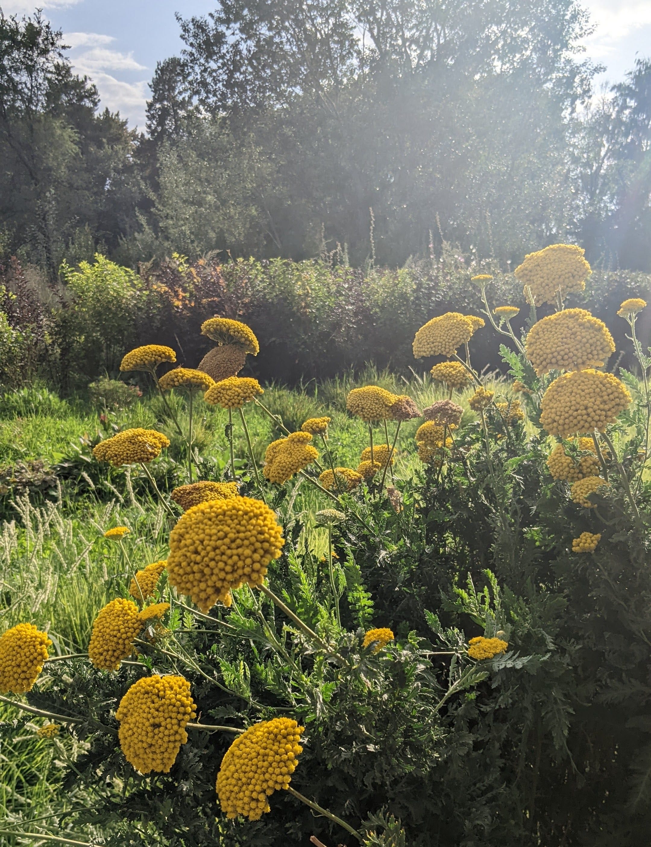 Balkan Ecology Project : Gardens Around the World - Almaty Botanic ...