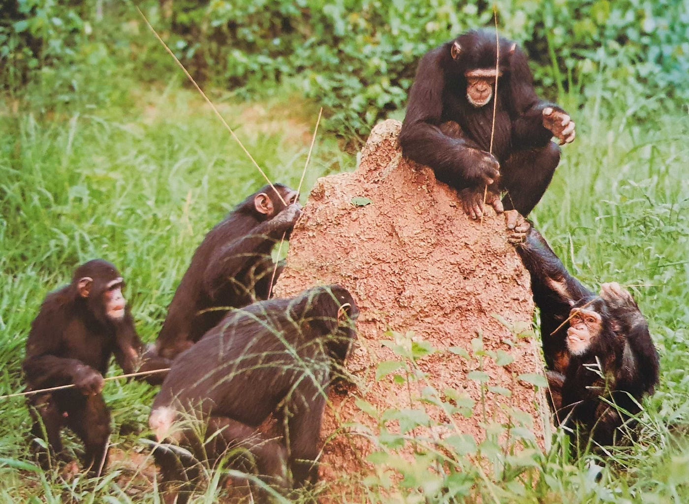 What Makes Humans Exceptional at Innovating?