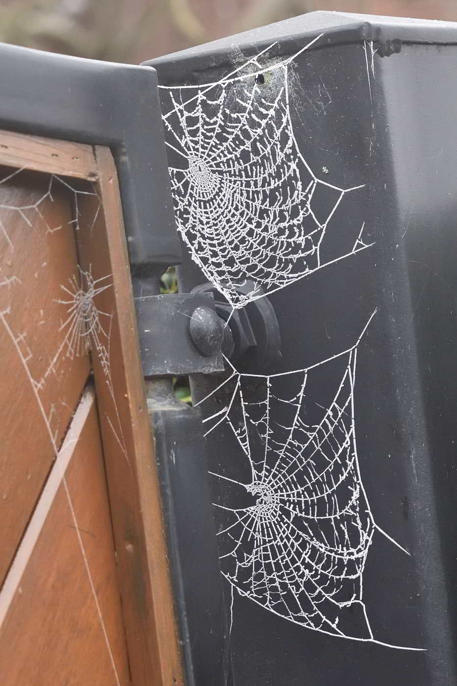 Cobwebs in the Frost - by Maurice Moore