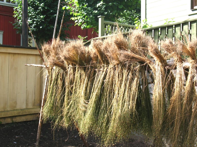 Growing Flax for Linen { Germination } - by Val Alcorn