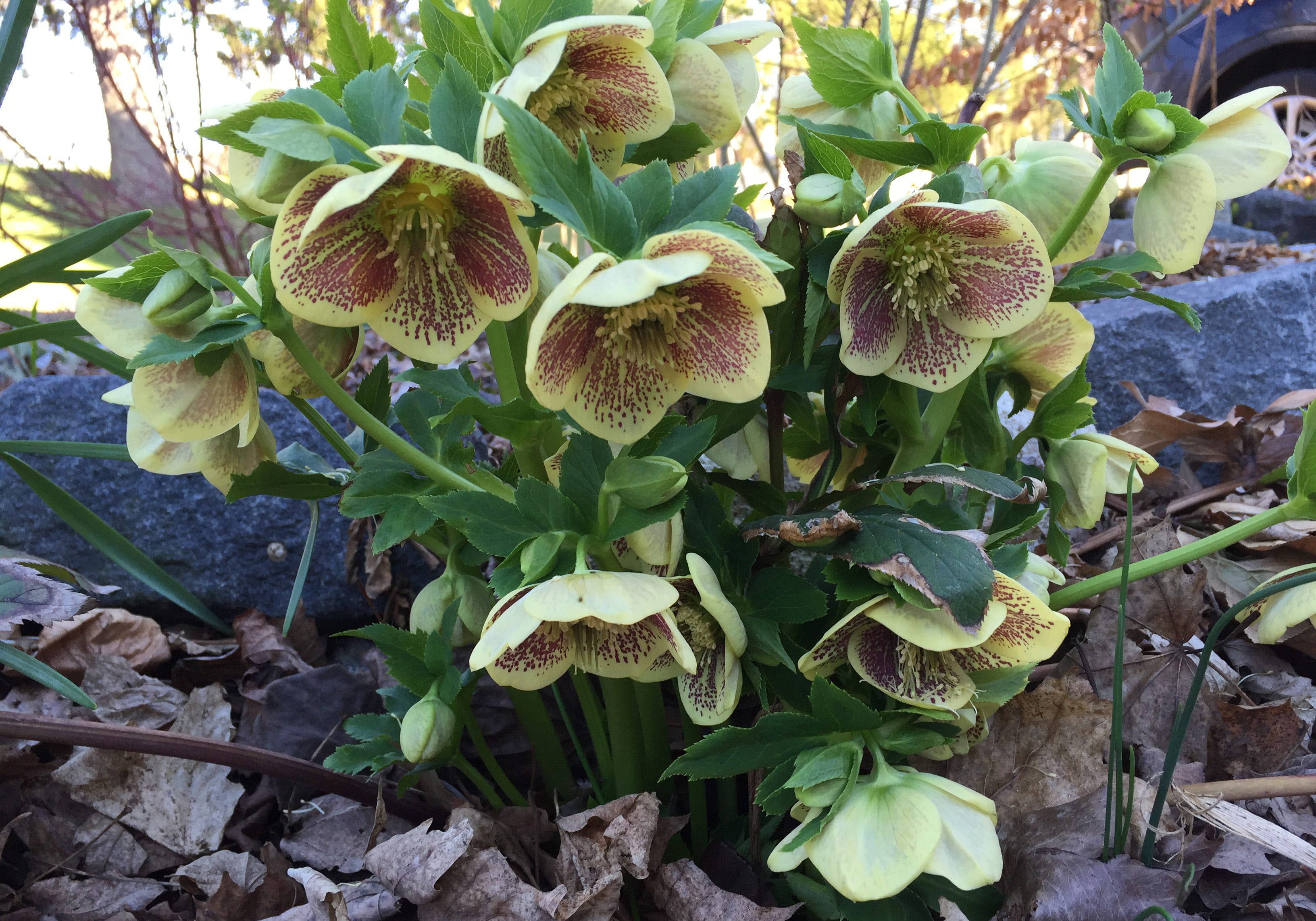 Hellebores - by Margaret Tomlinson - The Generous Garden