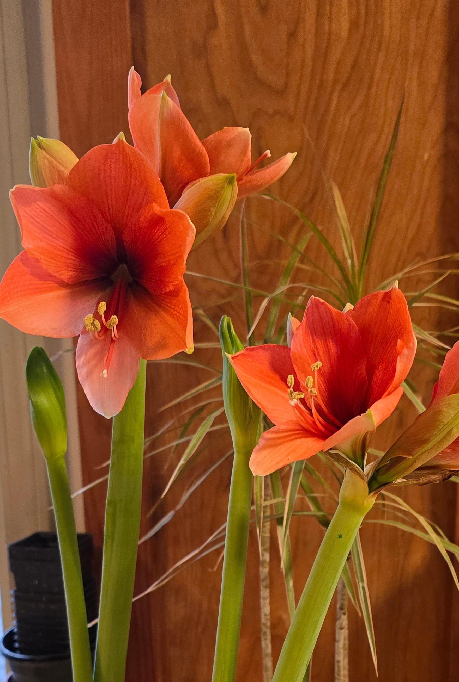 Invisible fish swim this ghost ocean now described by waves of sand, by ...