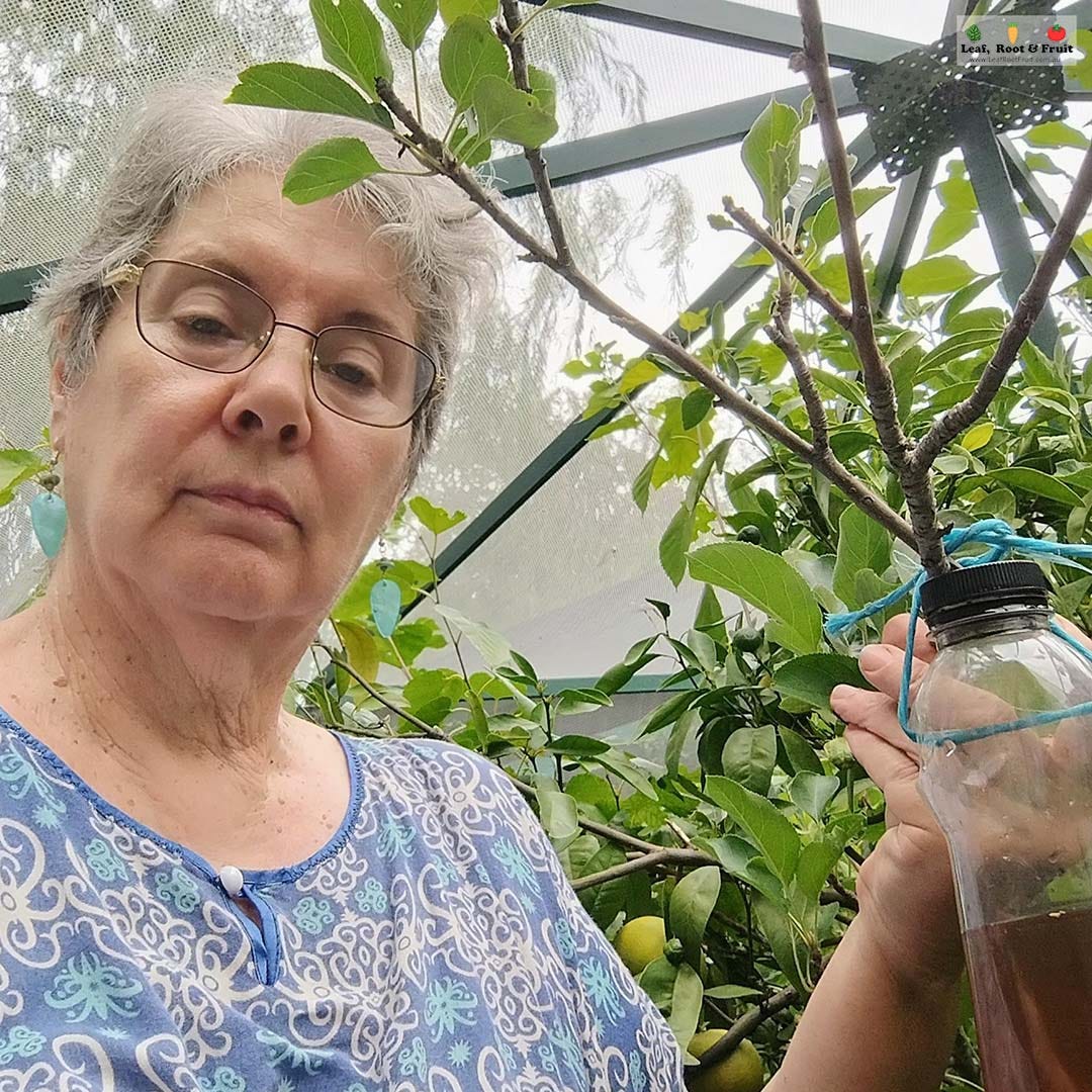 Eileen’s Queensland Fruit Fly success story