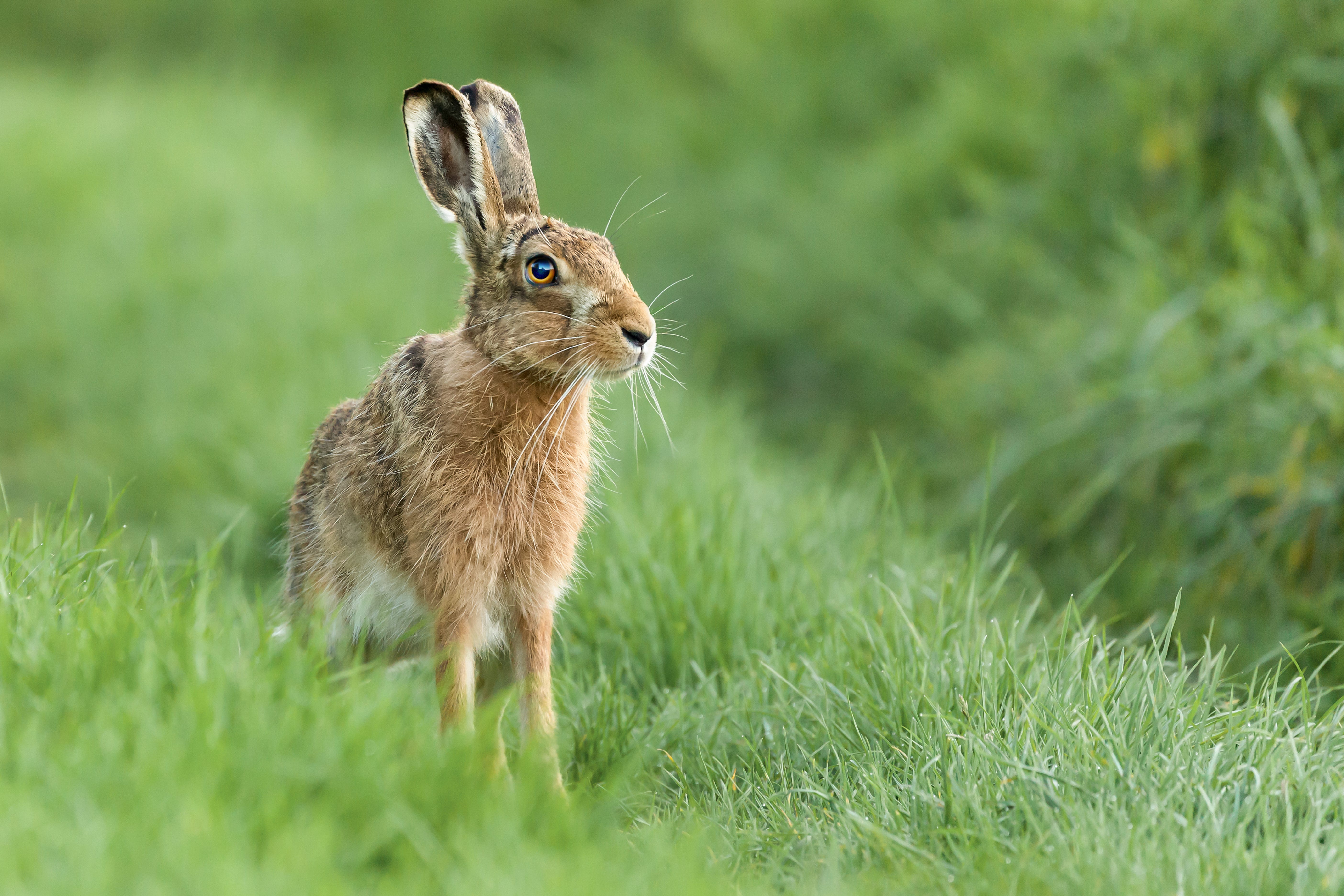 Four men given suspended prison sentences for hare coursing