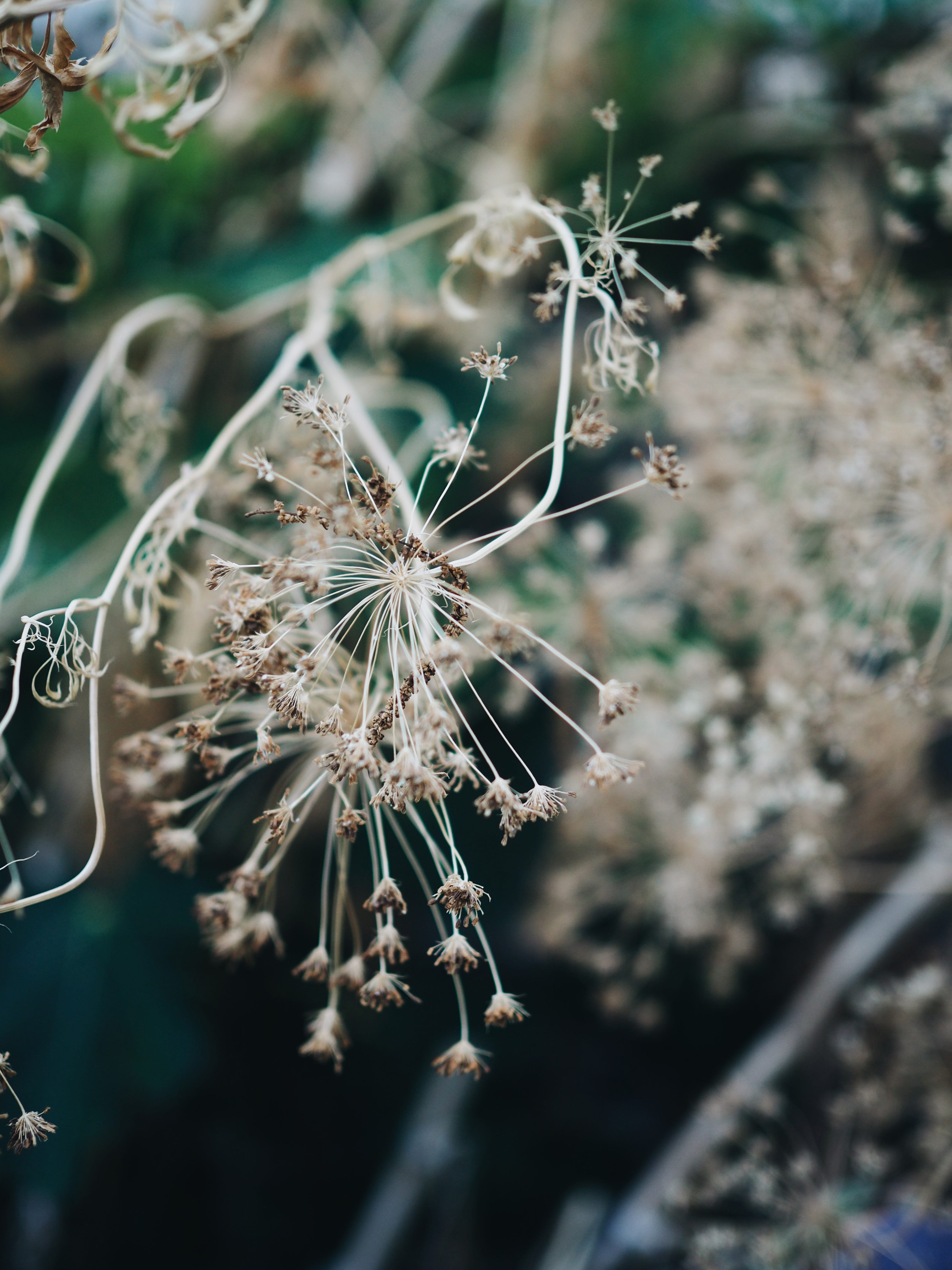 My favourite plant family: the umbels - by Casey Lister