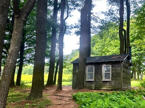 steepletop - Fox in the Dark by Lindsey Trout Hughes