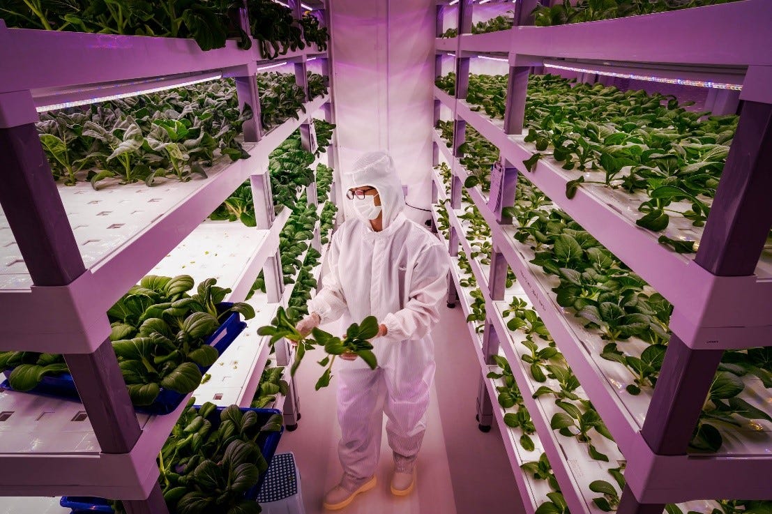 Singapore’s High-Tech Farms Reach For Self-Sufficiency