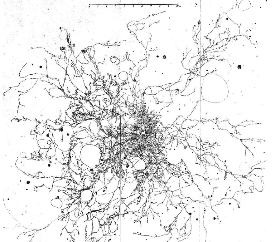 Plant Brains and Root Architecture - by Scott Dierks