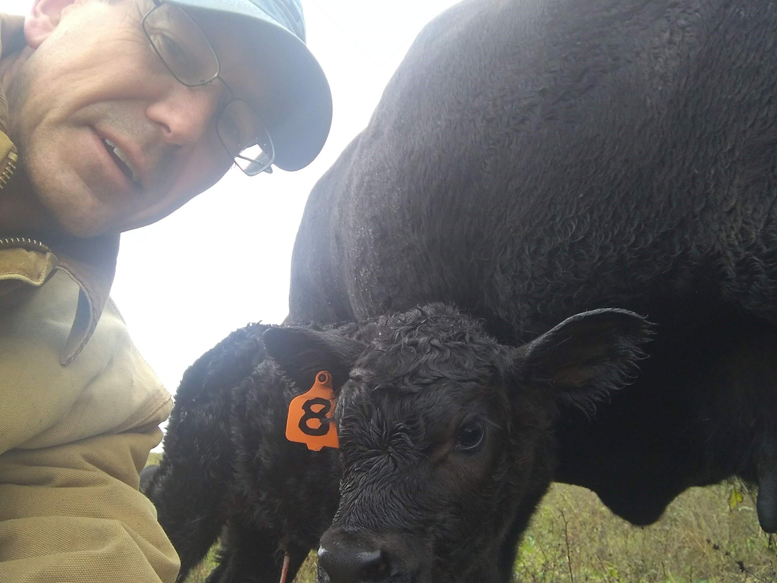 Cow Tipping Is Real - by Matt Russell