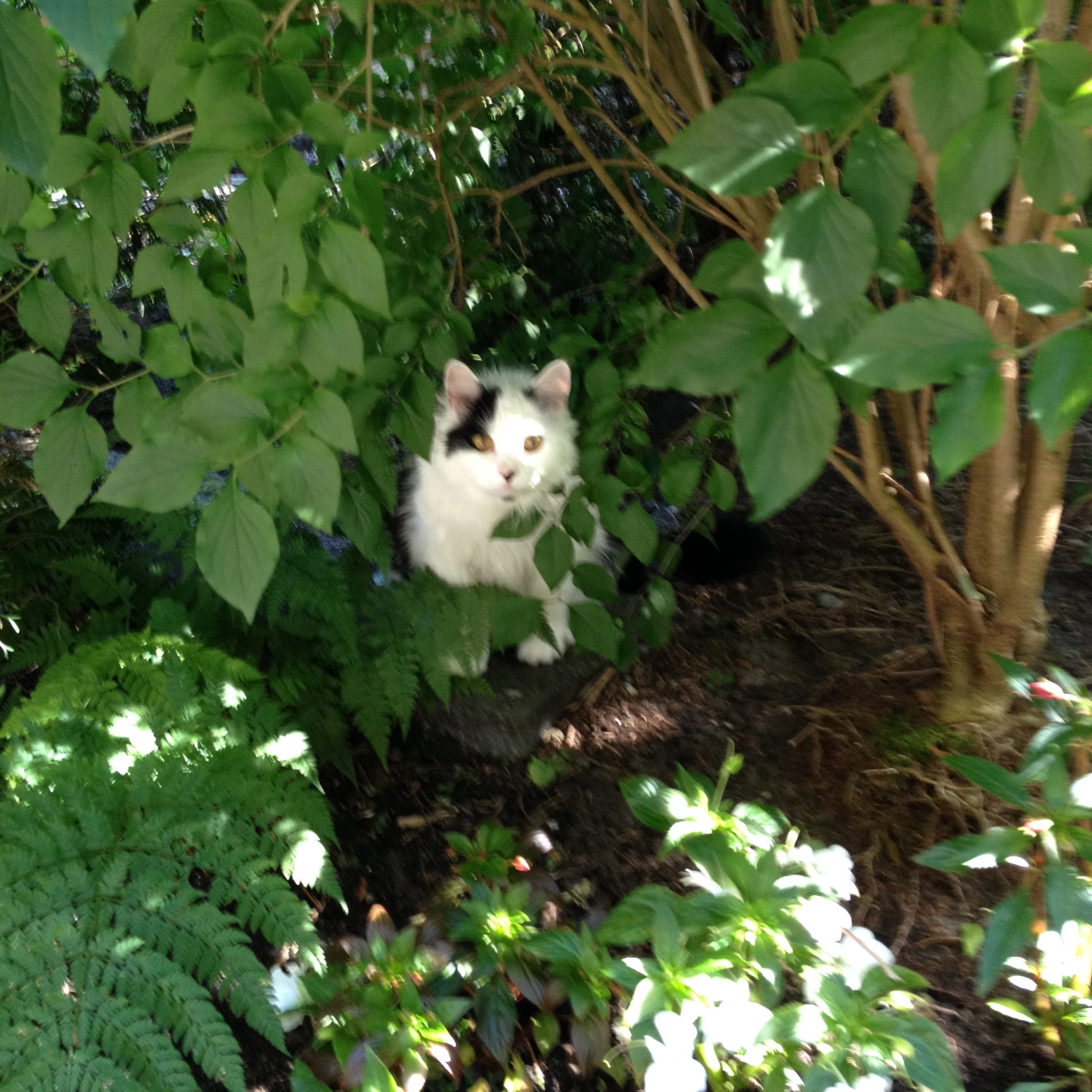 The Cat Who Came In From the Cold - The Wistful Neo-Druid