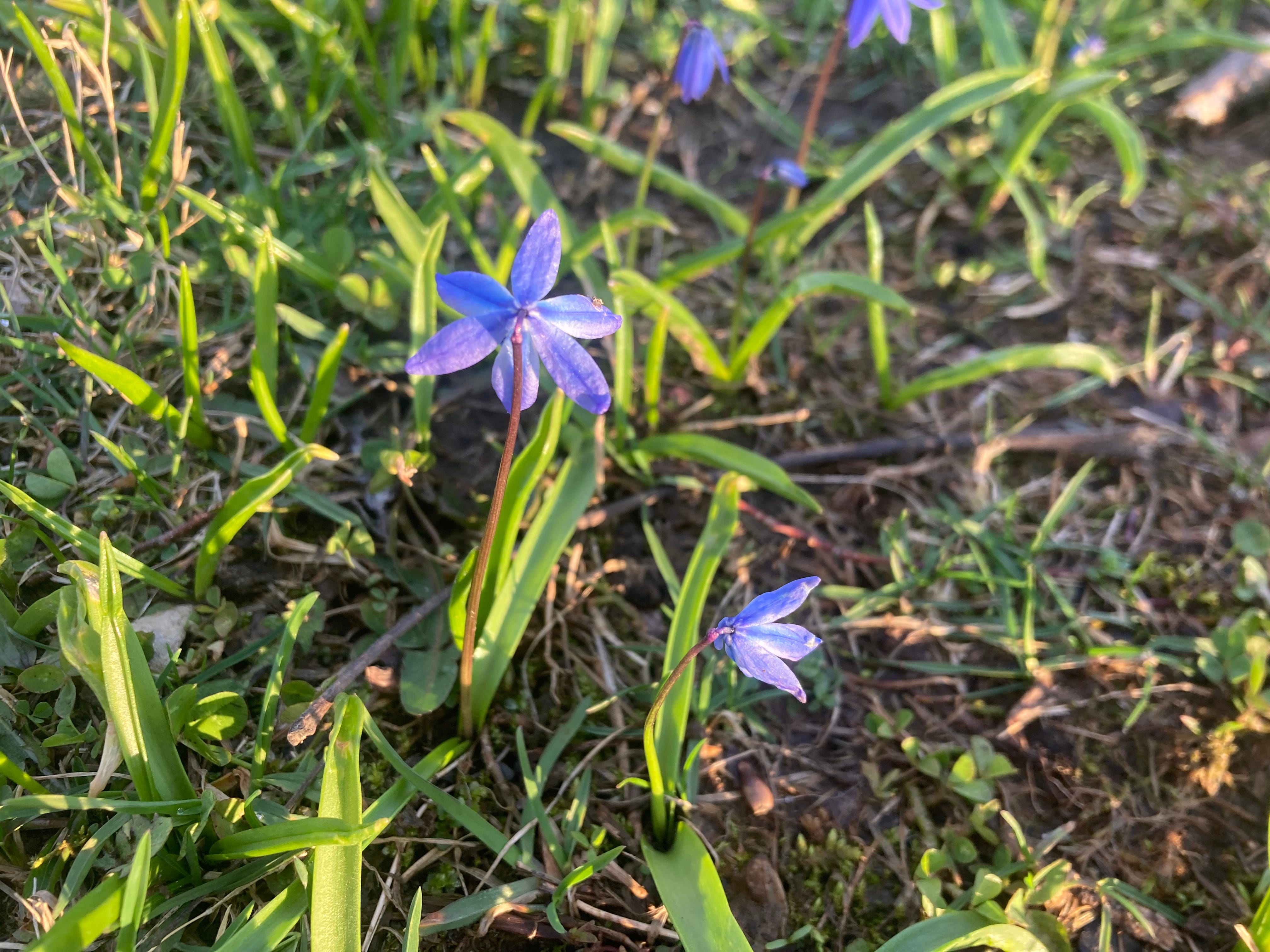 a poem: morning routine - by Autumn Fox