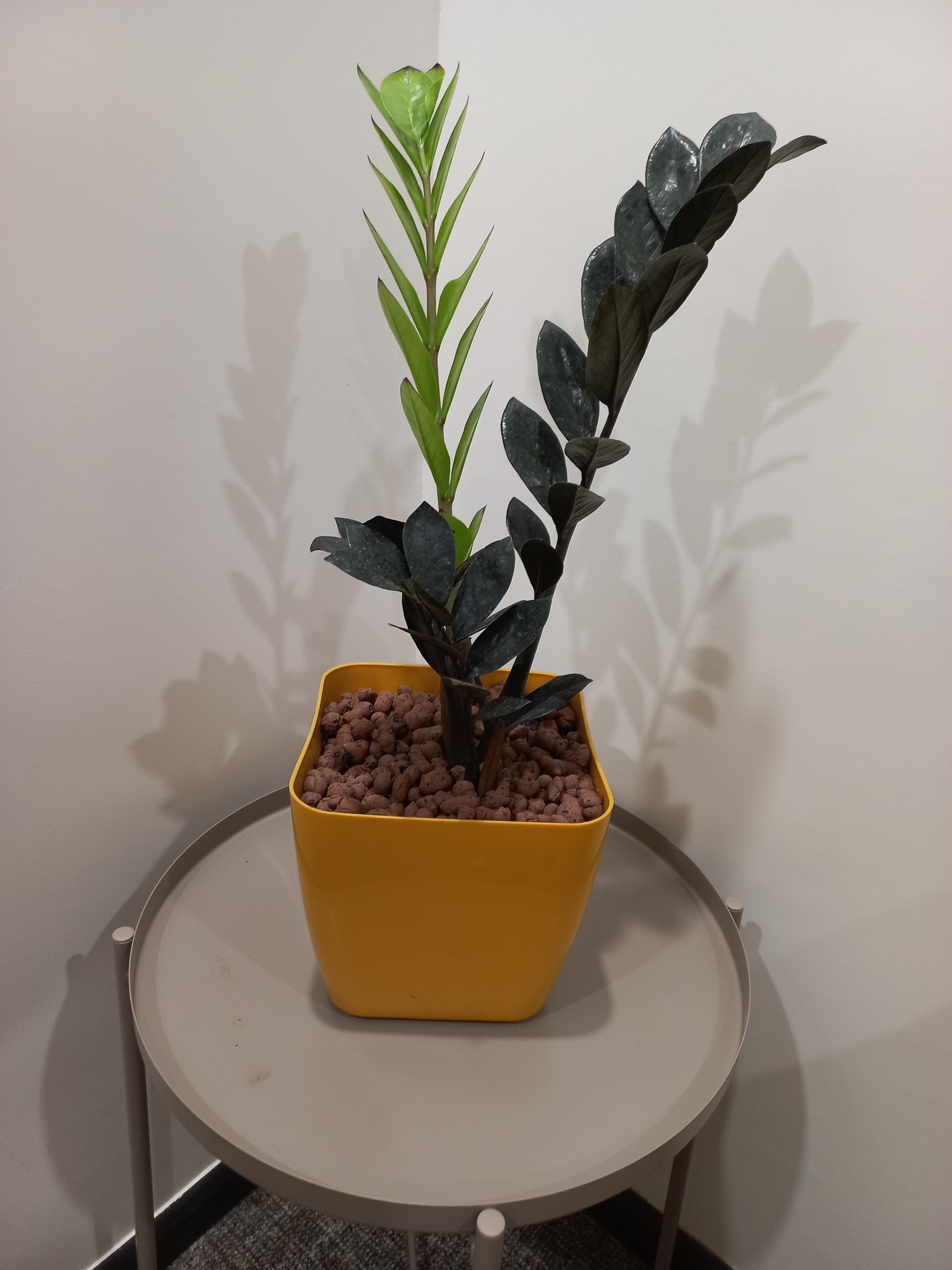 The stunning-looking, low-maintenance Raven ZZ plant