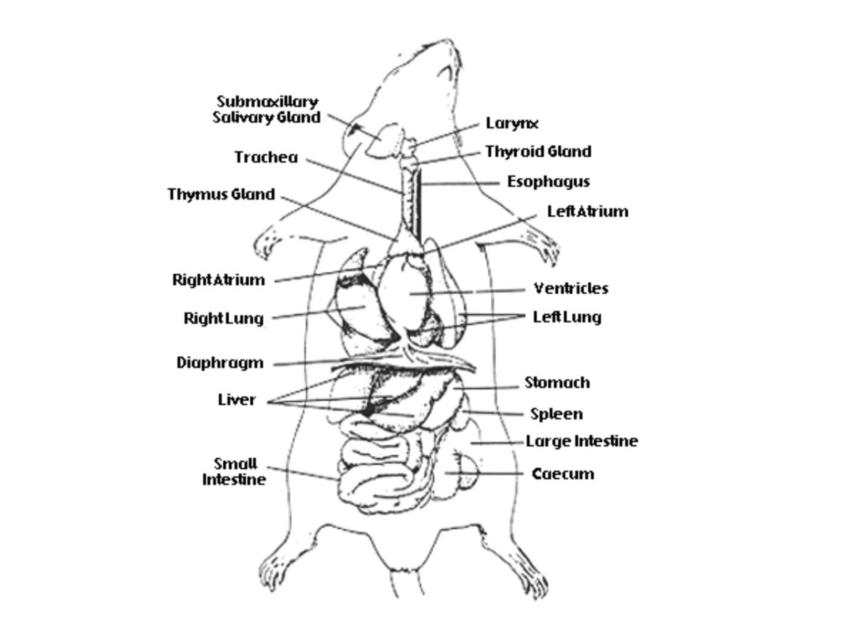 mRNA/LNP didn't stay at the injection site for the rats either, it went ...
