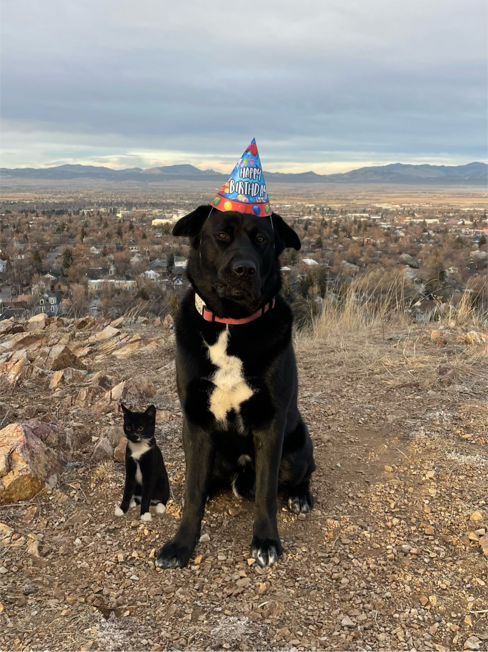 Pawsitivity Goes to the Dogs - by SimulationCommander