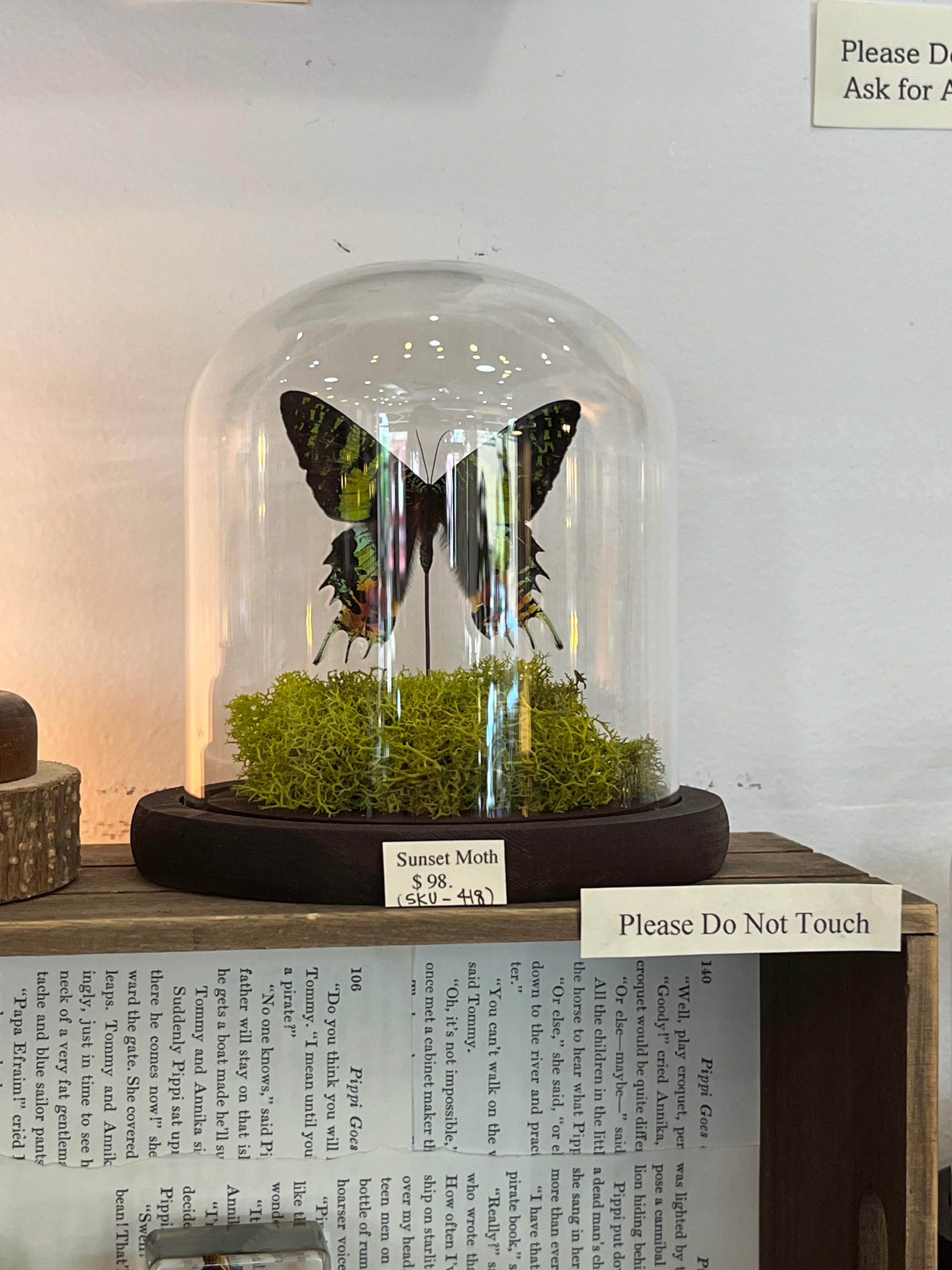 i want to be a substack princess - by Danielle Chelosky