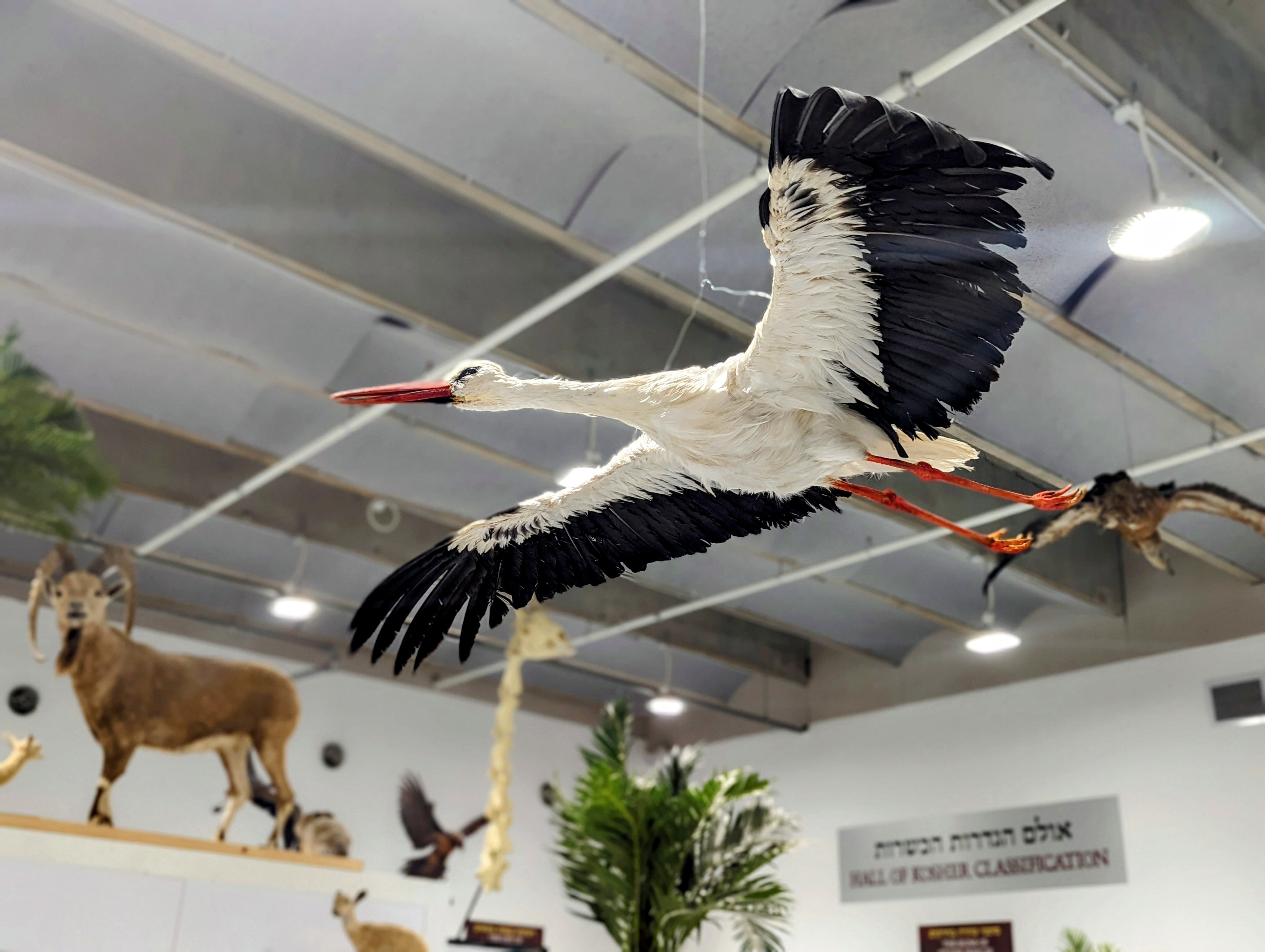 Why do we need a Mesorah for Birds? - by Natan Slifkin