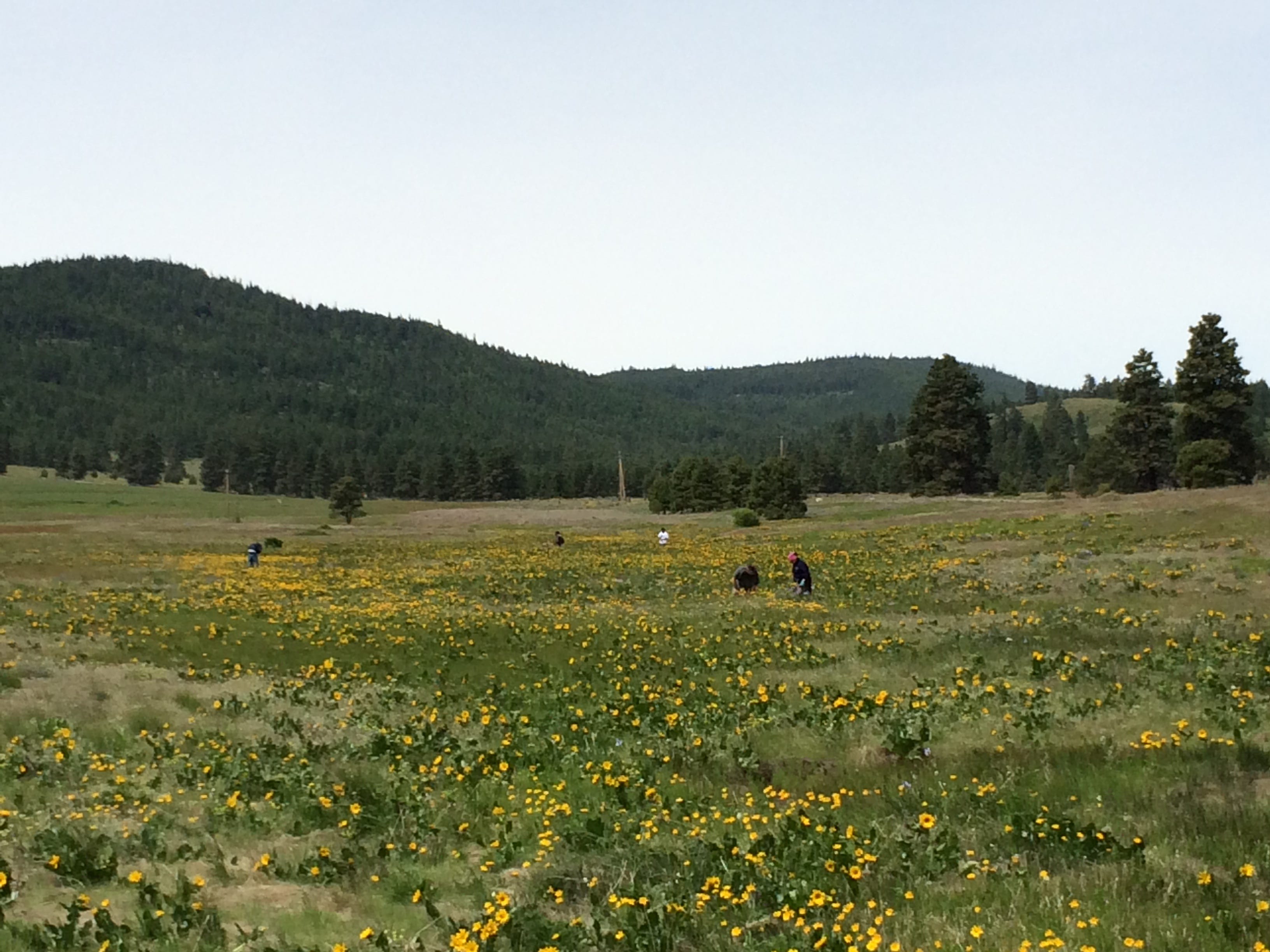 The Palouse People, Eminent Domain and the Snake River