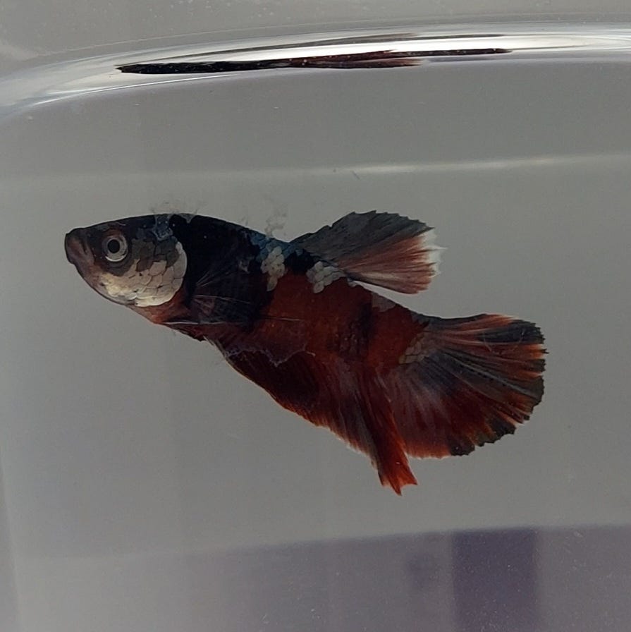 Know Your Pet! Beta Fish - DallasPetClub’s Substack