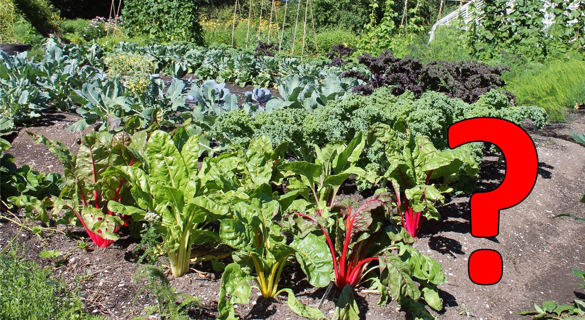 FACTORS IN SELECTING VEGETABLES FOR YOUR GARDEN