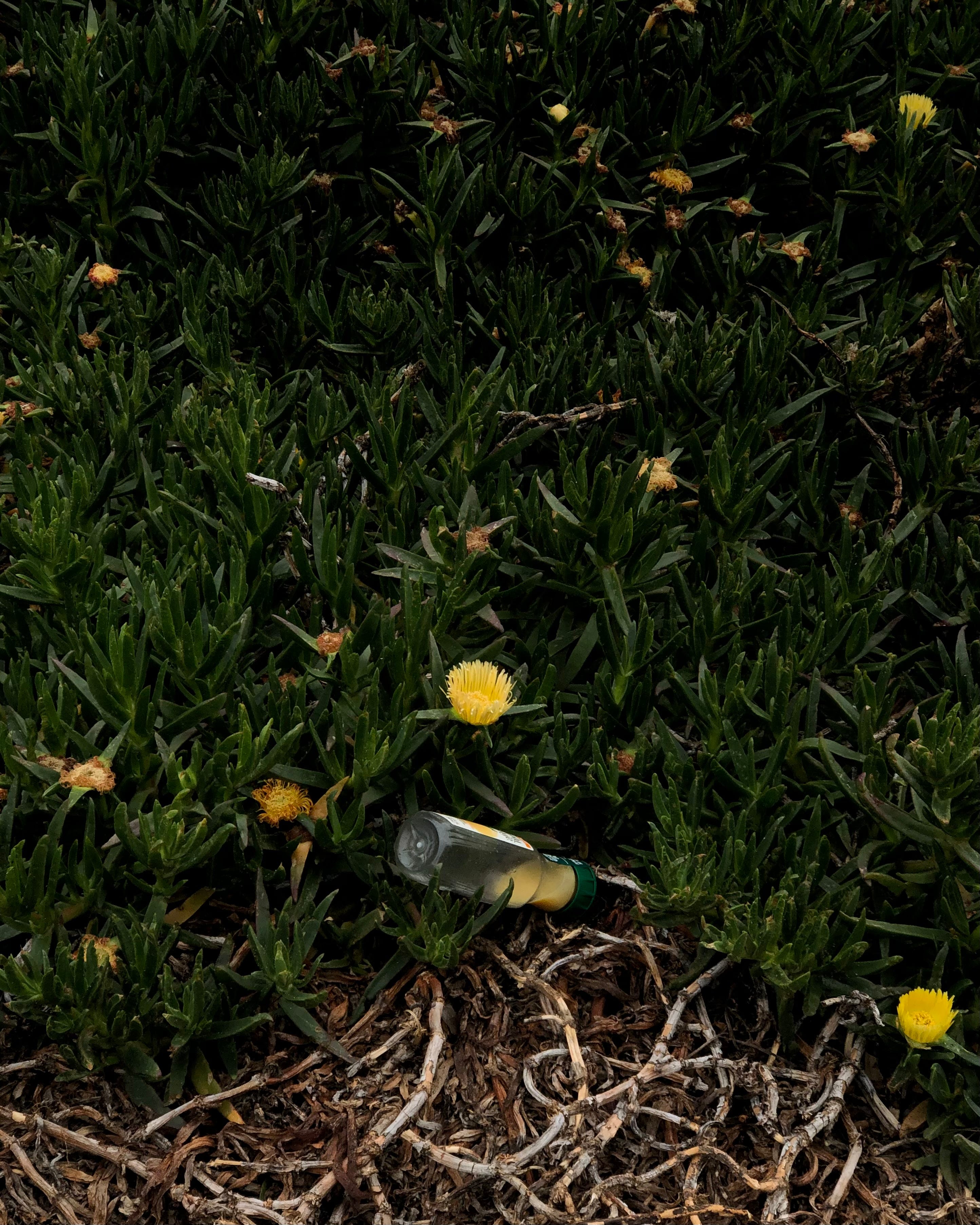 #91: Litter - by Stefania Culafic - Observations