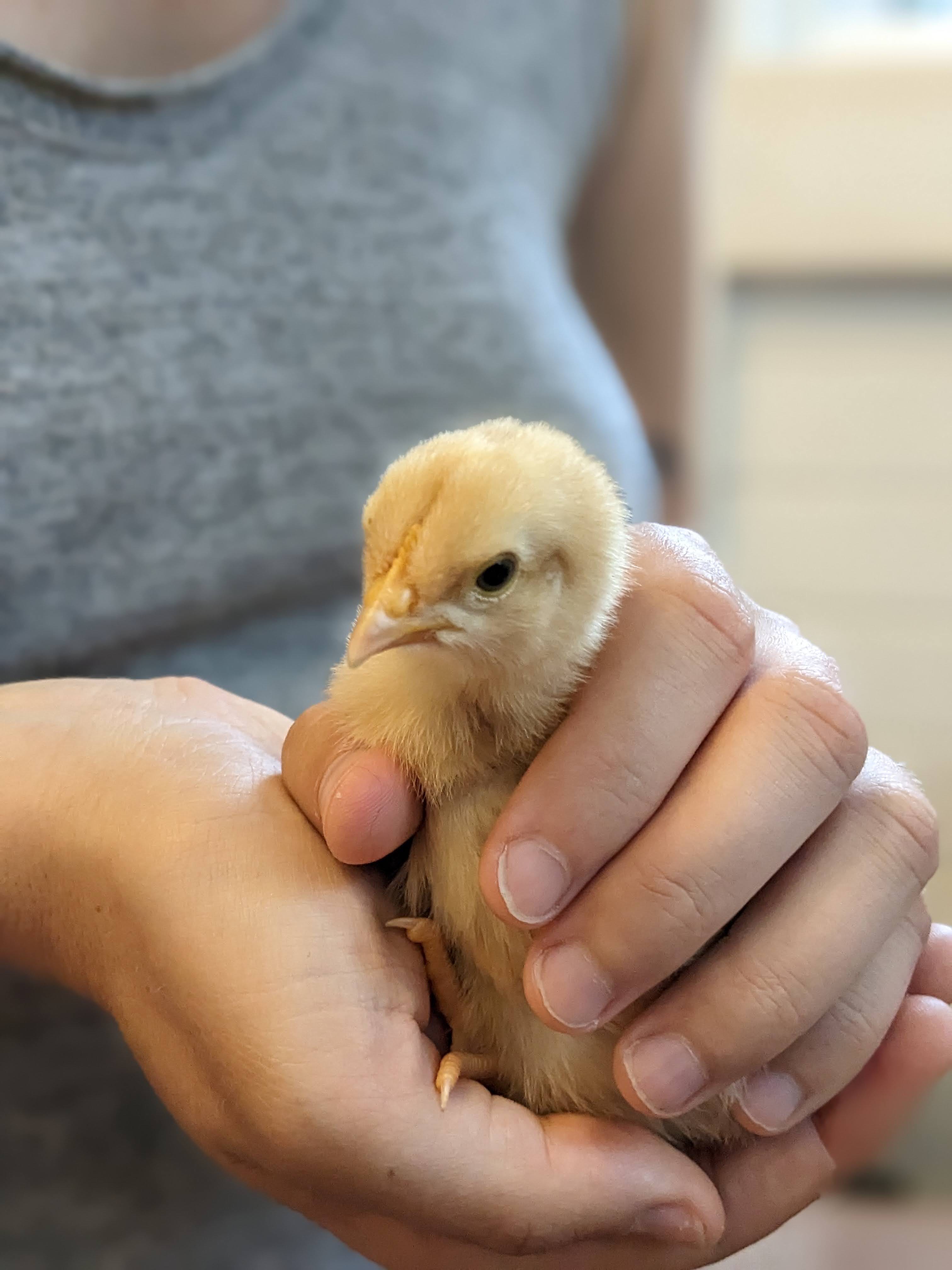 What's Working: vol 11 - by Nic Antoinette - Wild Letters