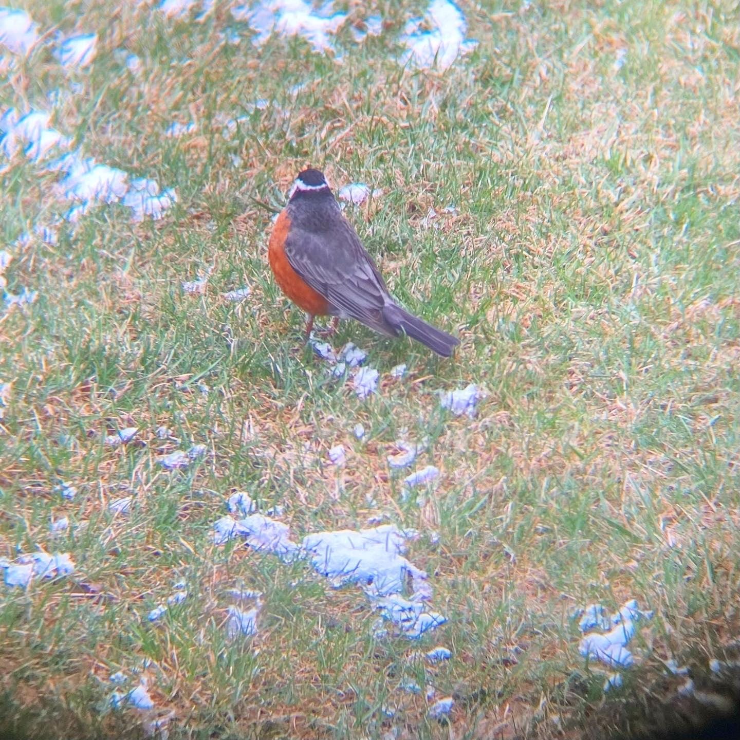 The Legend of Harv - by Jennifer Walter