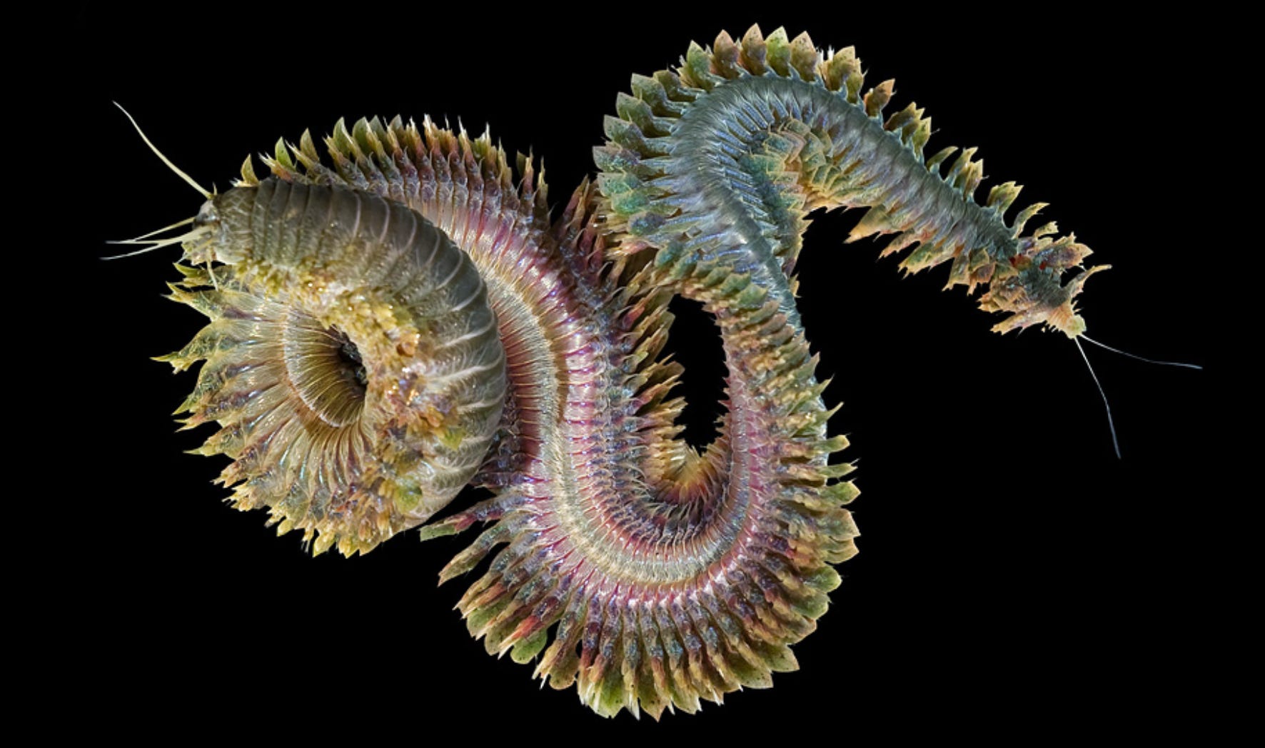 VFYW: Save The Langurs! - by Chris Bodenner