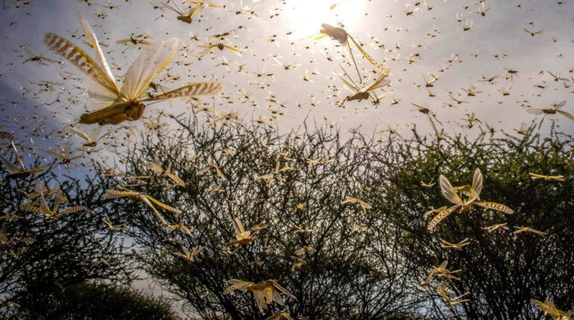 No, it's not Moses doing it — climate change could bring bigger locust ...