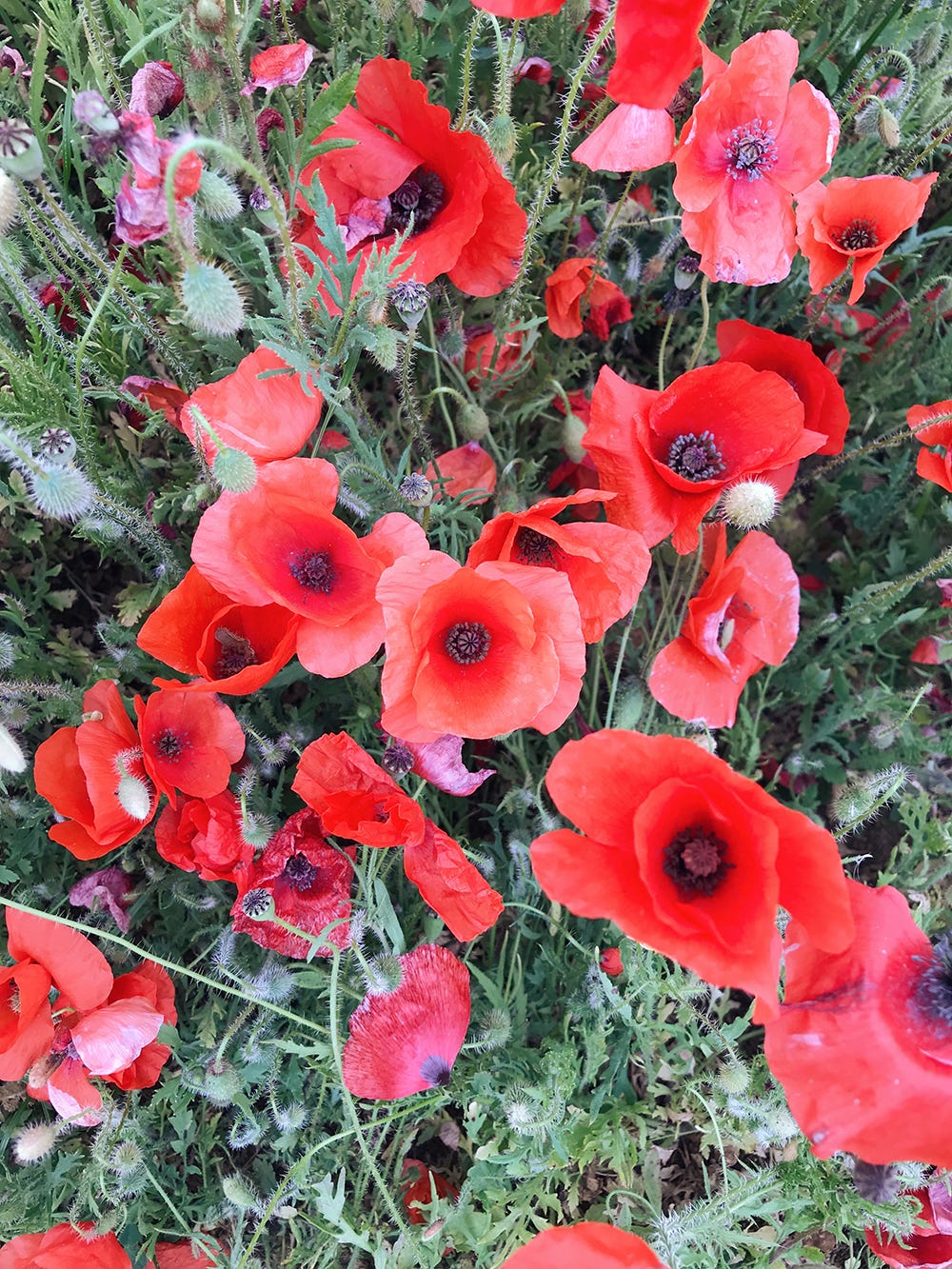 The Perimenopause Diaries - by Susannah Conway