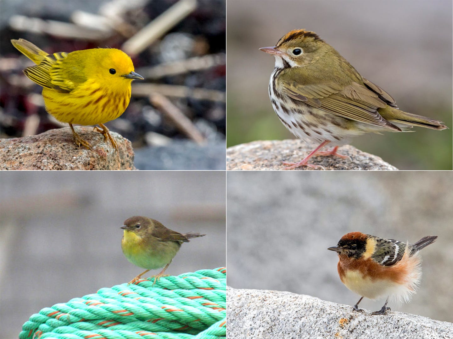 When Songbirds Fall to Earth - by Bryan Pfeiffer