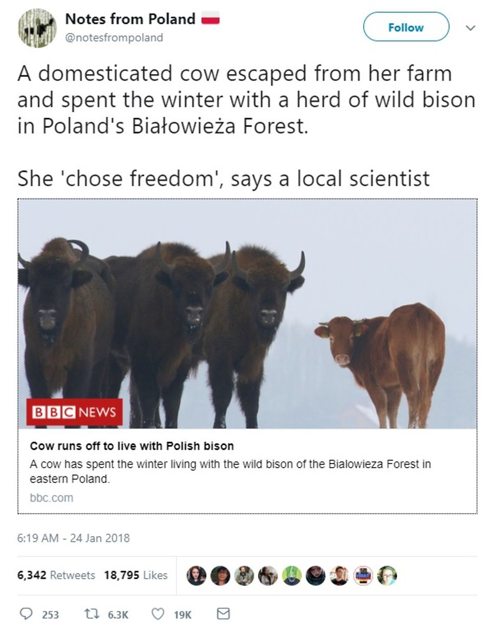Be The Polish Freedom Cow You Want To See In The World!