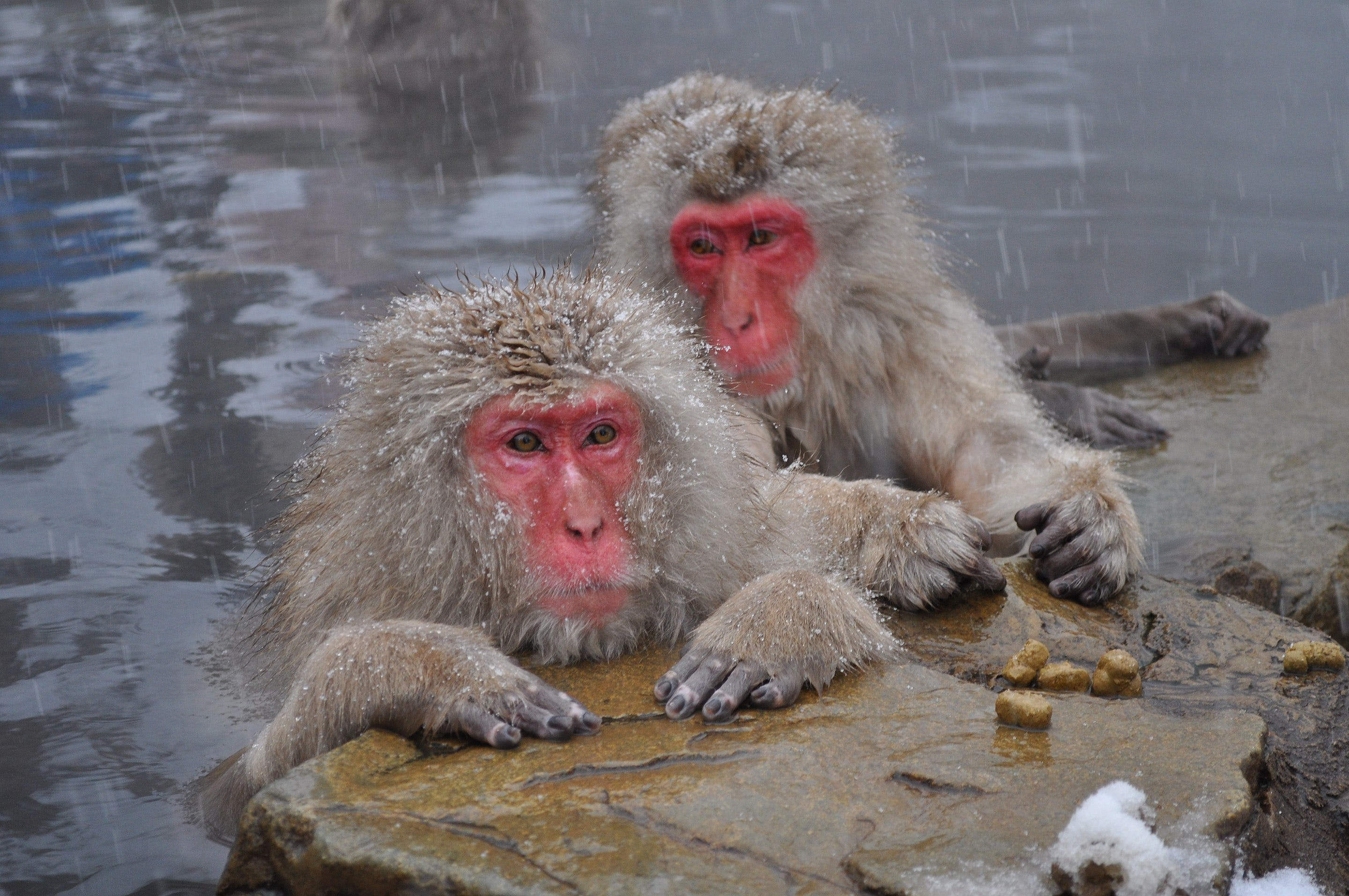 Excuse me, the monkeys are doing what now?!