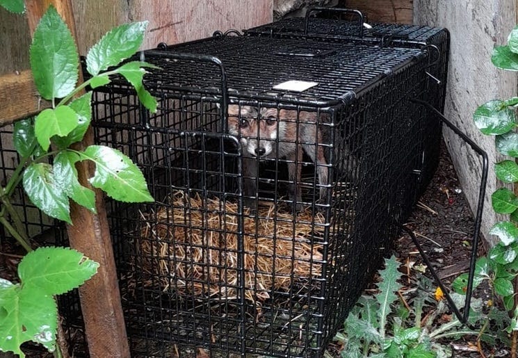 Helping wildlife in Holderness - by Charlie Moores