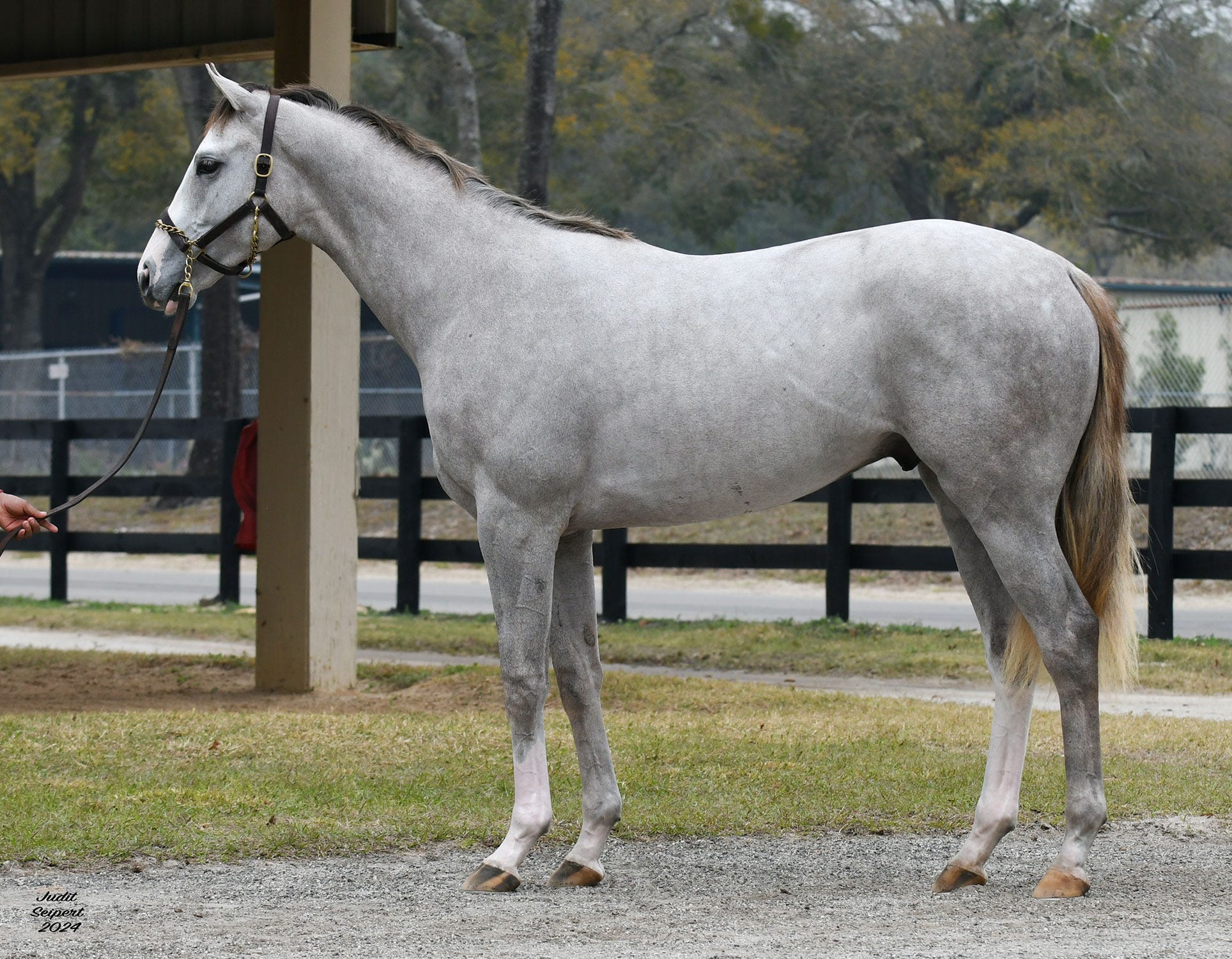 The $1.2 million Tapit colt bred to be a Derby horse
