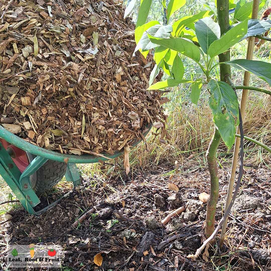 Growing Avocados in a Temperate Climate - by Duncan Cocking