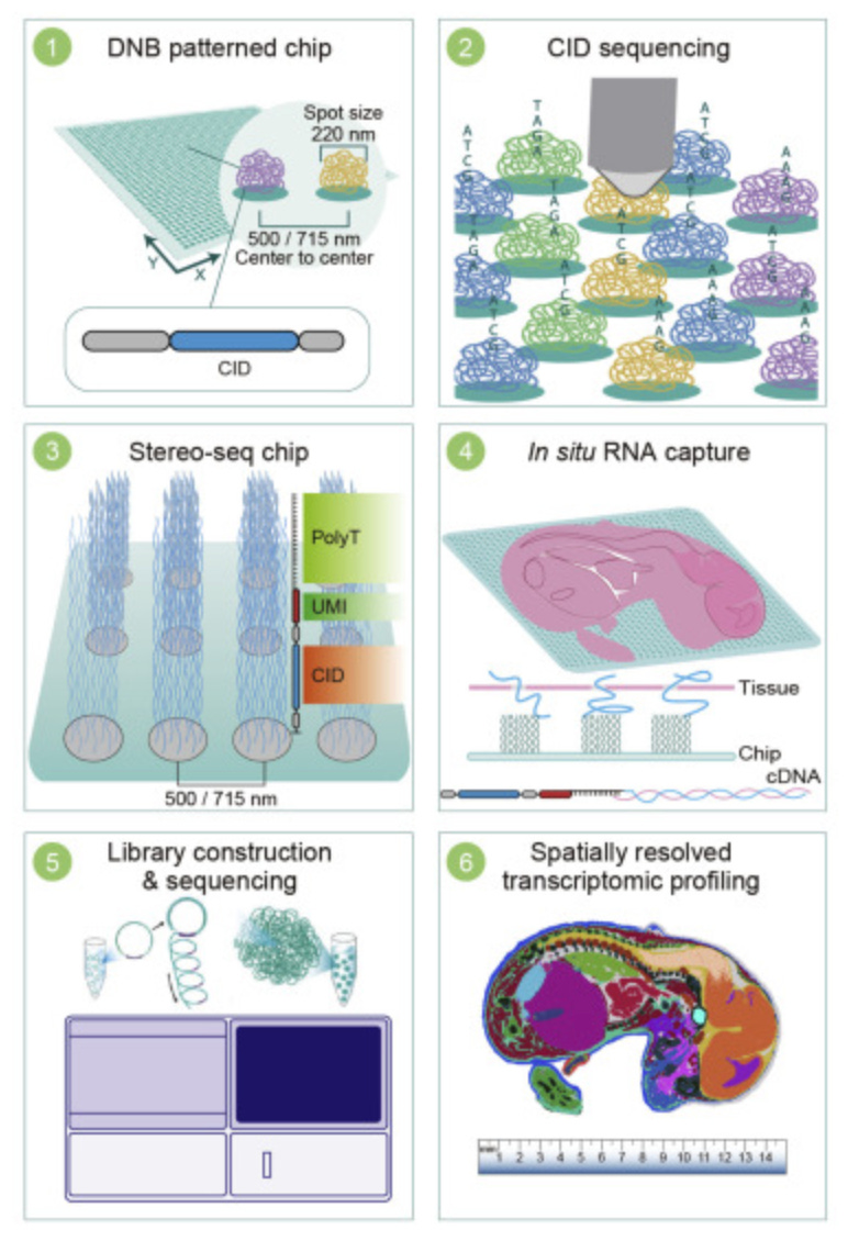 Landscape of Sequencing-based Spatial RNA Technology: Part I