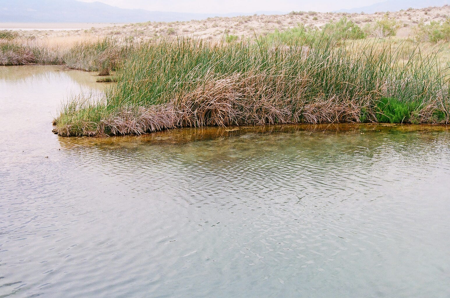 Insert and Alternate - by Janet Salsman - Janet’s Substack