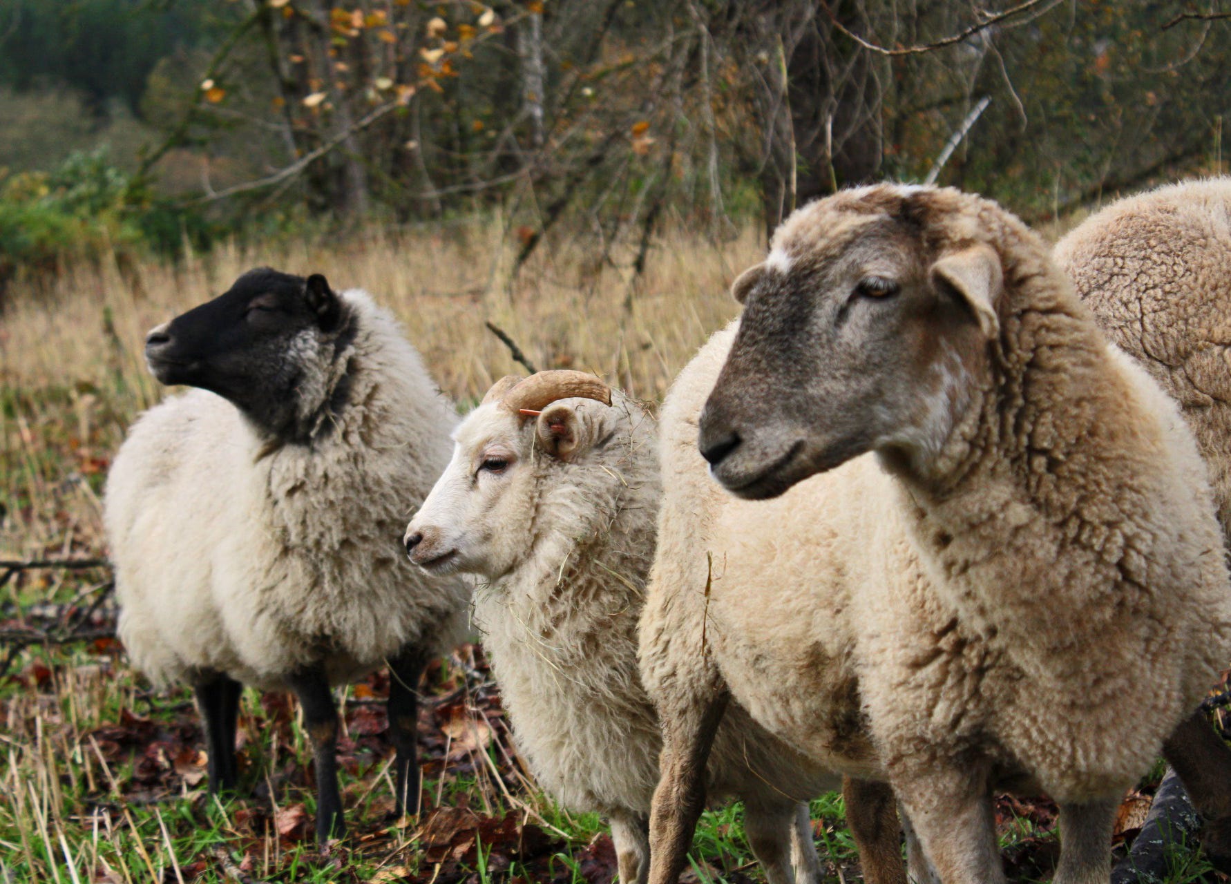 The Lamb shall soon stand / White as a shout against the sky: / His ...