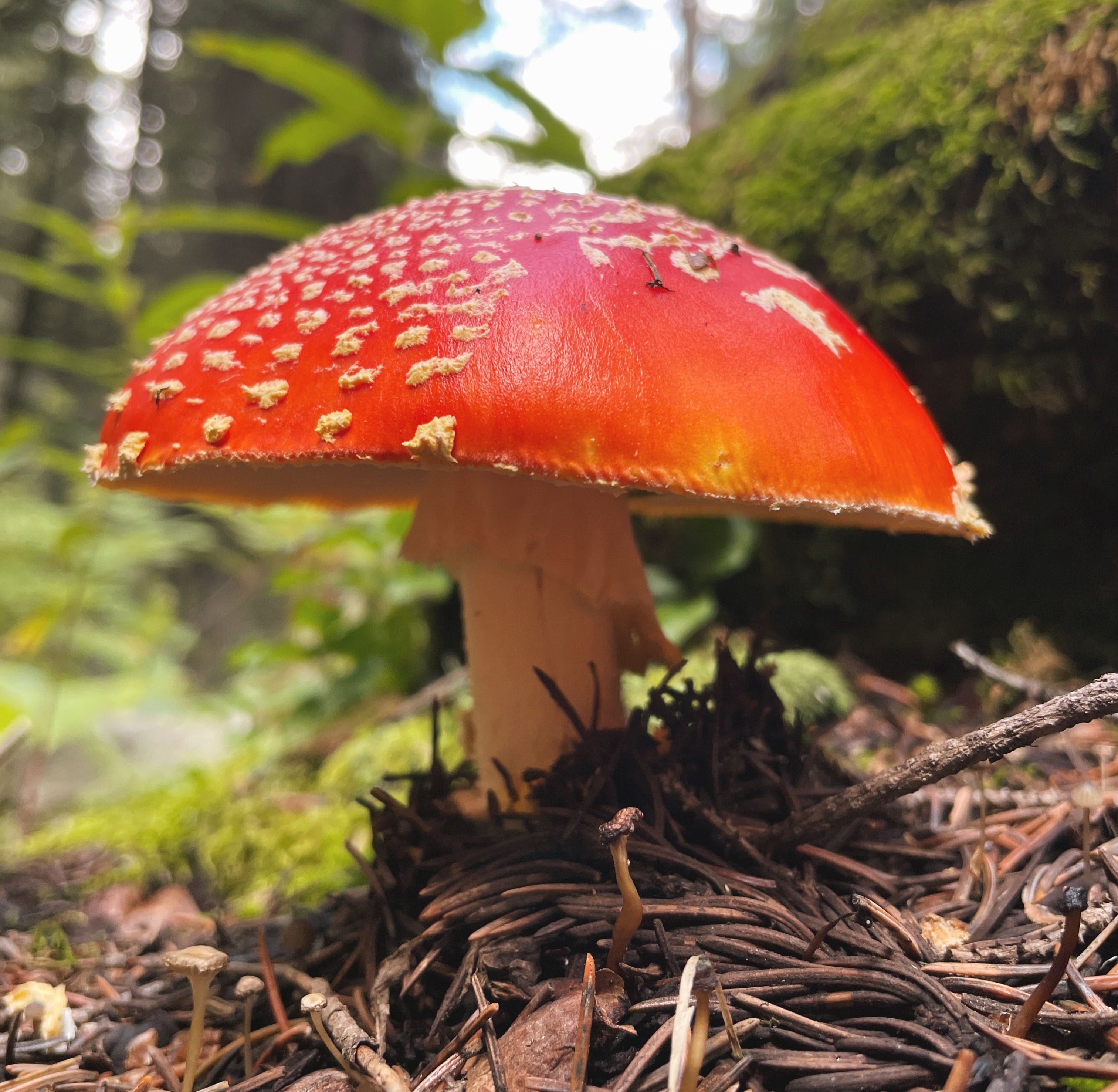 Festive Fungi - by Carrie Shryock - The Observationalist