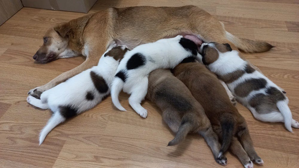 The Lolo Report - by Lorraine Evanoff - Lorraine’s Substack