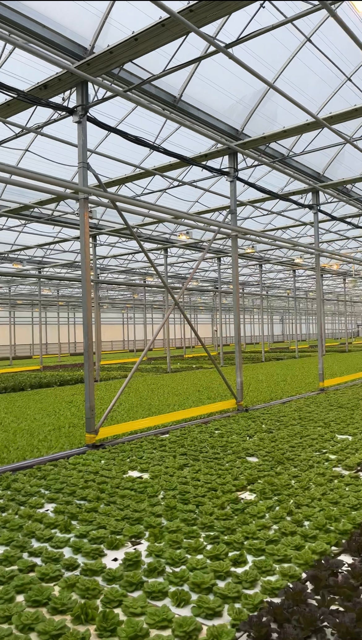 Visites aux serres GEN V - by Dominic Lamirande